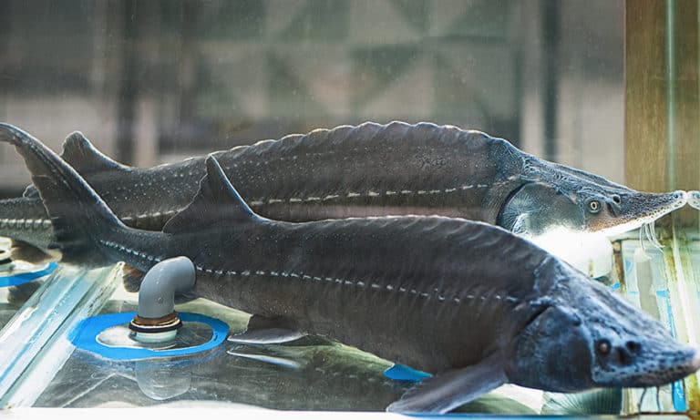 Maior peixe do mundo: descubra qual é - Blog Petz