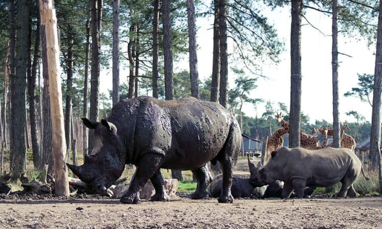 Conheça os cinco grandes animais da África | Petz