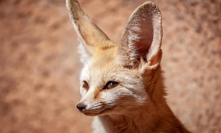 Feneco: conheça esse animal encantador | Petz