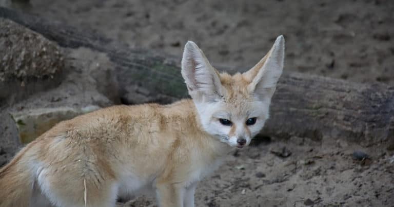 Feneco: conheça esse animal encantador | Petz
