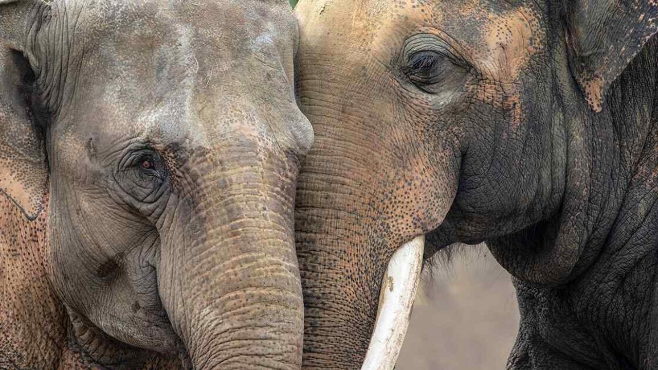 O Menor Elefante Do Mundo Bebê Elefante Baleado é Resgatado De