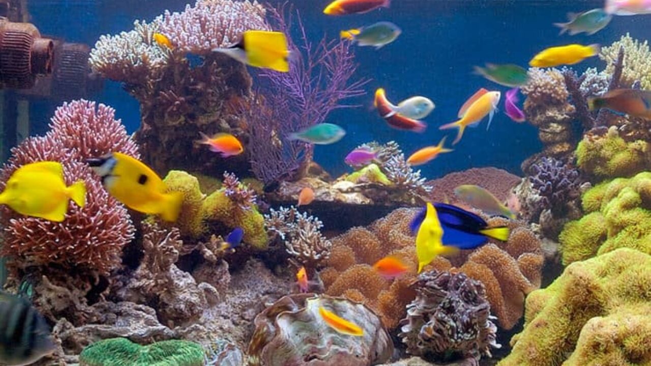 Peixe De Aquario De Agua Salgada Vermelho Camarões De Aquário