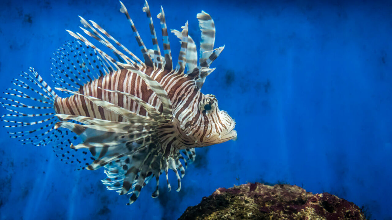 Os 10 Peixes Mais Bonitos Do Mundo Aquarista Ou Não, Dentro Das Lojas