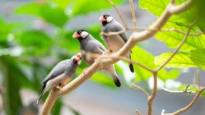 Conheça o pássaro calafate – pardal-de-java. - Escola de Lucifer