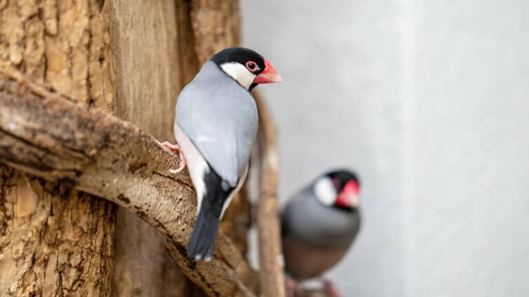 Conheça o pássaro calafate – pardal-de-java. - Escola de Lucifer