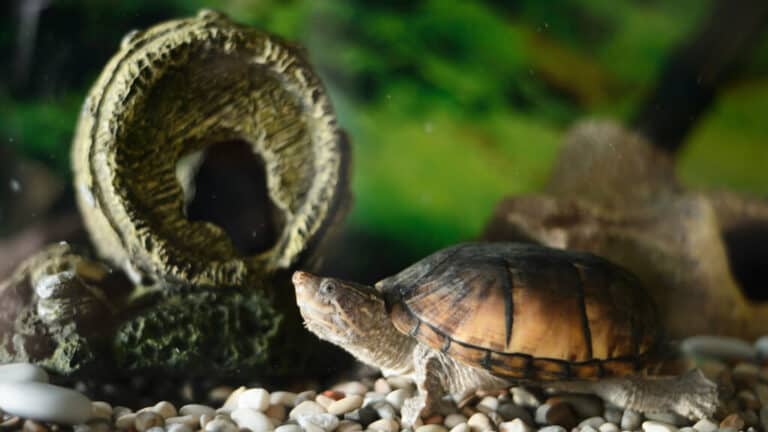 Aprenda como montar um terrário para cágado | Petz