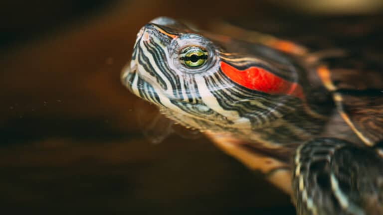 Aprenda como montar um terrário para cágado | Petz