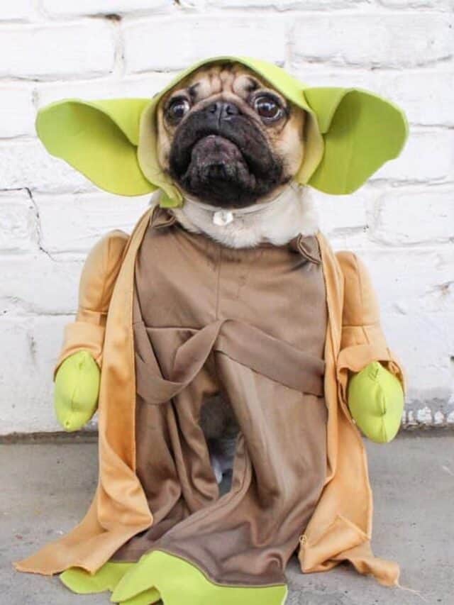 Confira 7 razões para adotar um Pug - Blog Petz