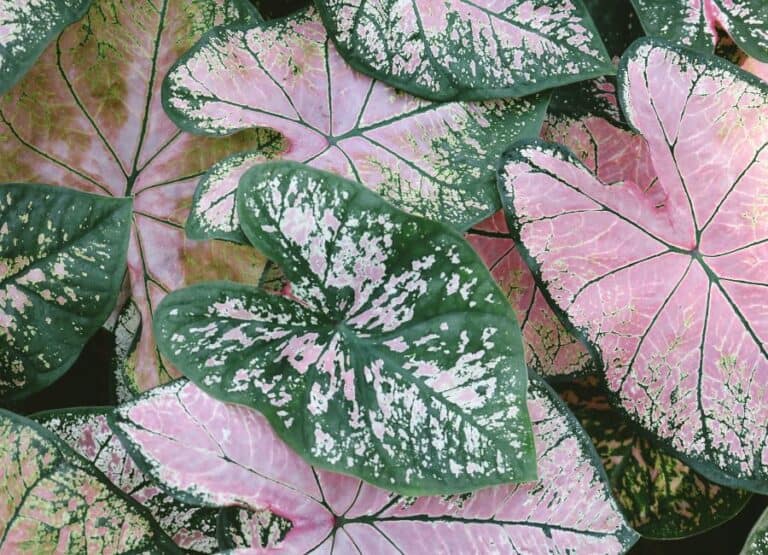 Confira 5 tipos de caladium e aprenda como cultivá-los | Petz