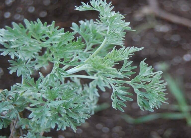 Como plantar losna? Confira um tutorial completo | Petz