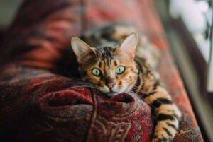 Gato ronronando: por que gatos ronronam? I Petz