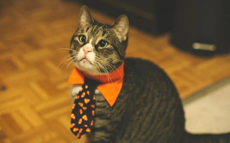 Carnaval Pet: saiba como aproveitar a festa com seu peludo | Petz