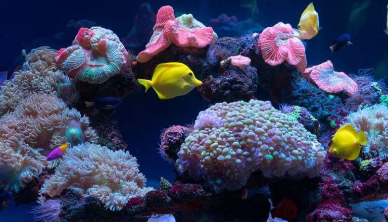 Como usar substrato fértil para aquário? Descubra já! | Petz