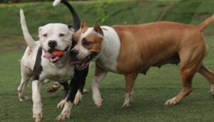 Dicas para criar um perfil de cachorro nas redes sociais | Petz