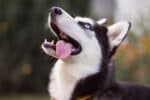Husky Siberiano pode viver no calor? Saiba aqui! |Petz