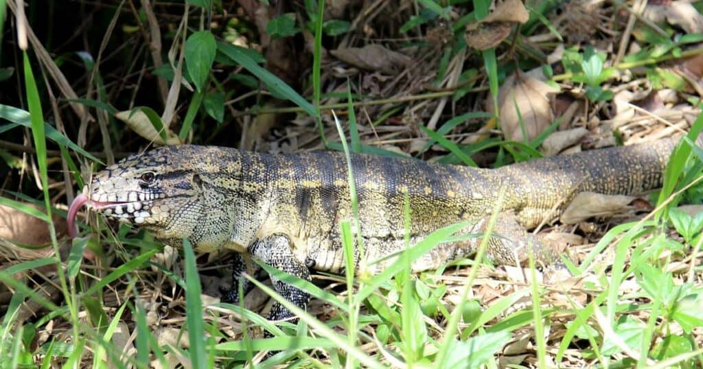 Já ouviu falar do lagarto teiu? Confira tudo sobre ele! | Petz