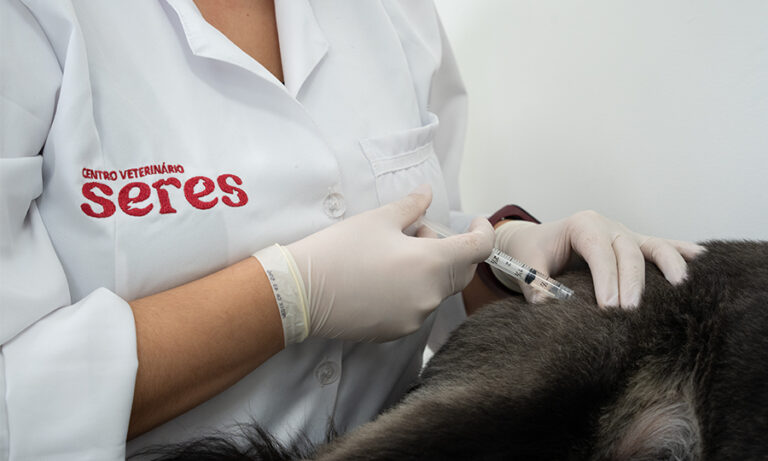 Tudo que você precisa saber sobre cuidados com o Pet