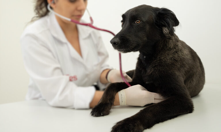 Tudo que você precisa saber sobre cuidados com o Pet