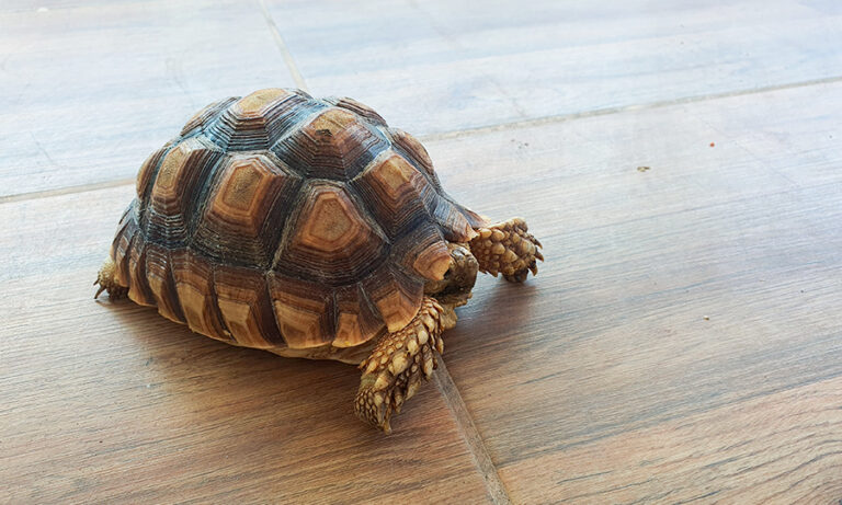 Descubra se é permitido ter animais silvestres de estimação