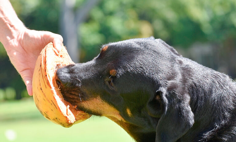 Você sabe se cachorro pode comer coco? Descubra aqui!