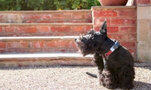 Piodermite canina: o que é e como ajudar o pet I Petz