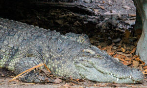Você sabe a diferença entre jacaré e crocodilo? | Petz