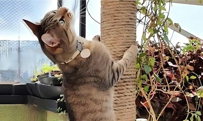 Saiba o que fazer com o pelo de gato caindo | Petz