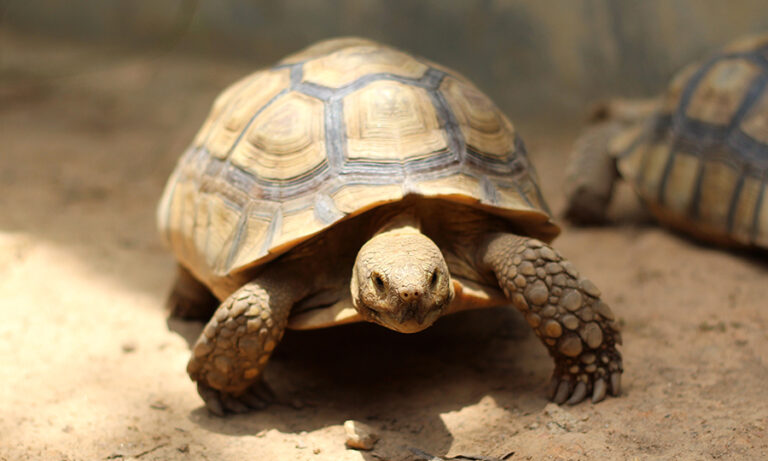 Entenda o conceito de estivação e sua importância