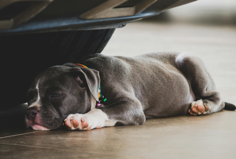 Valentão mesmo? Veja como adestrar um American Bully! I Petz