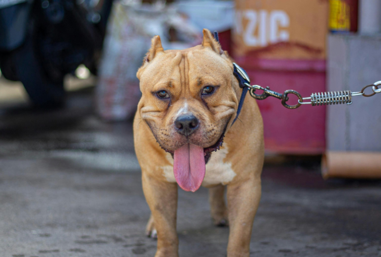 Valentão mesmo? Veja como adestrar um American Bully! I Petz