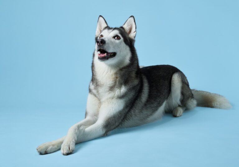 Husky Siberiano pode viver no calor? Saiba aqui! |Petz