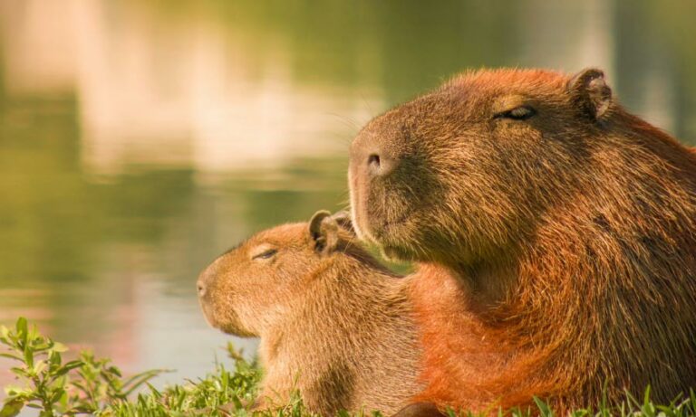 O que acontece quando a capivara morde? | Petz