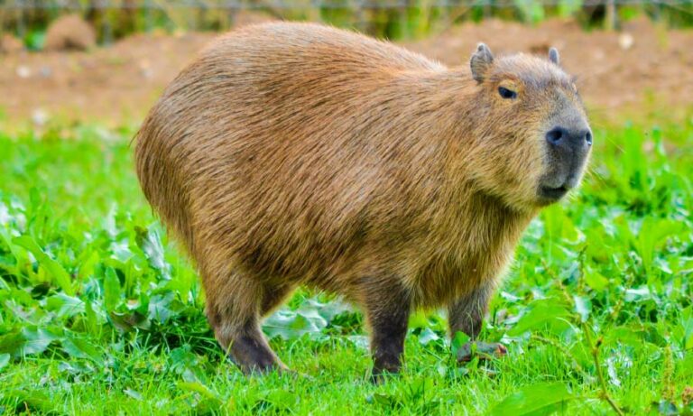 O que acontece quando a capivara morde? | Petz