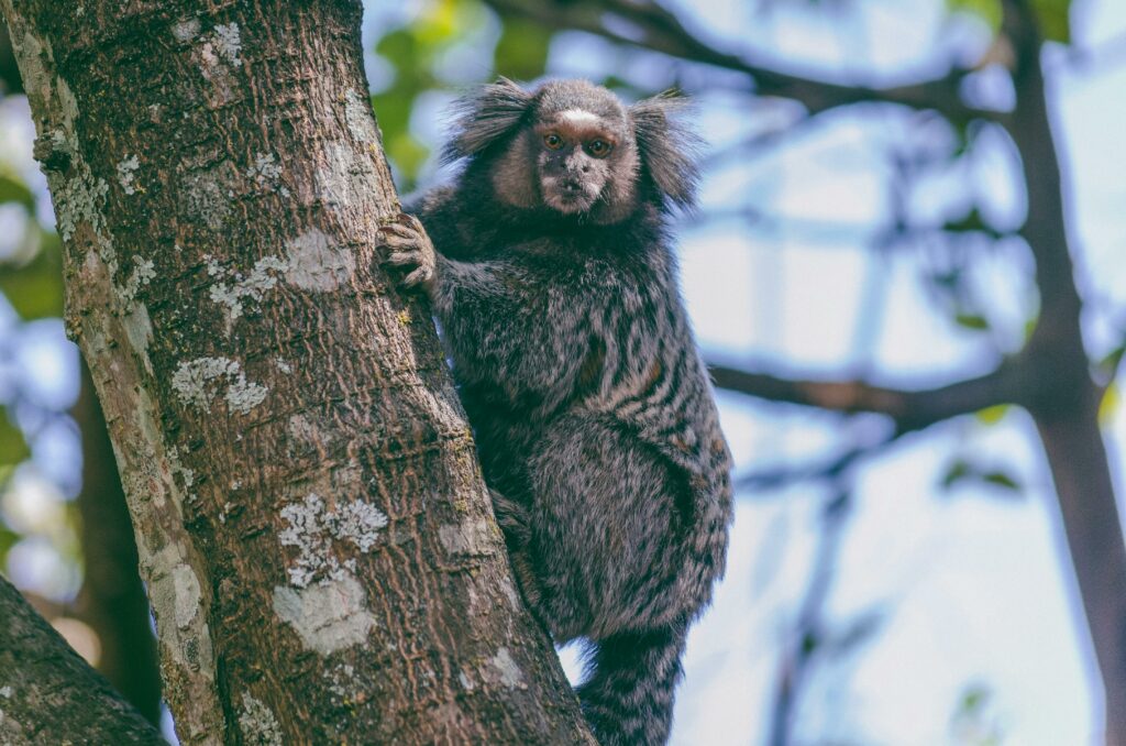 Macaco sagui: curiosidades sobre esse primata carismático | Petz