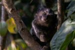 Macaco sagui: curiosidades sobre esse primata carismático | Petz