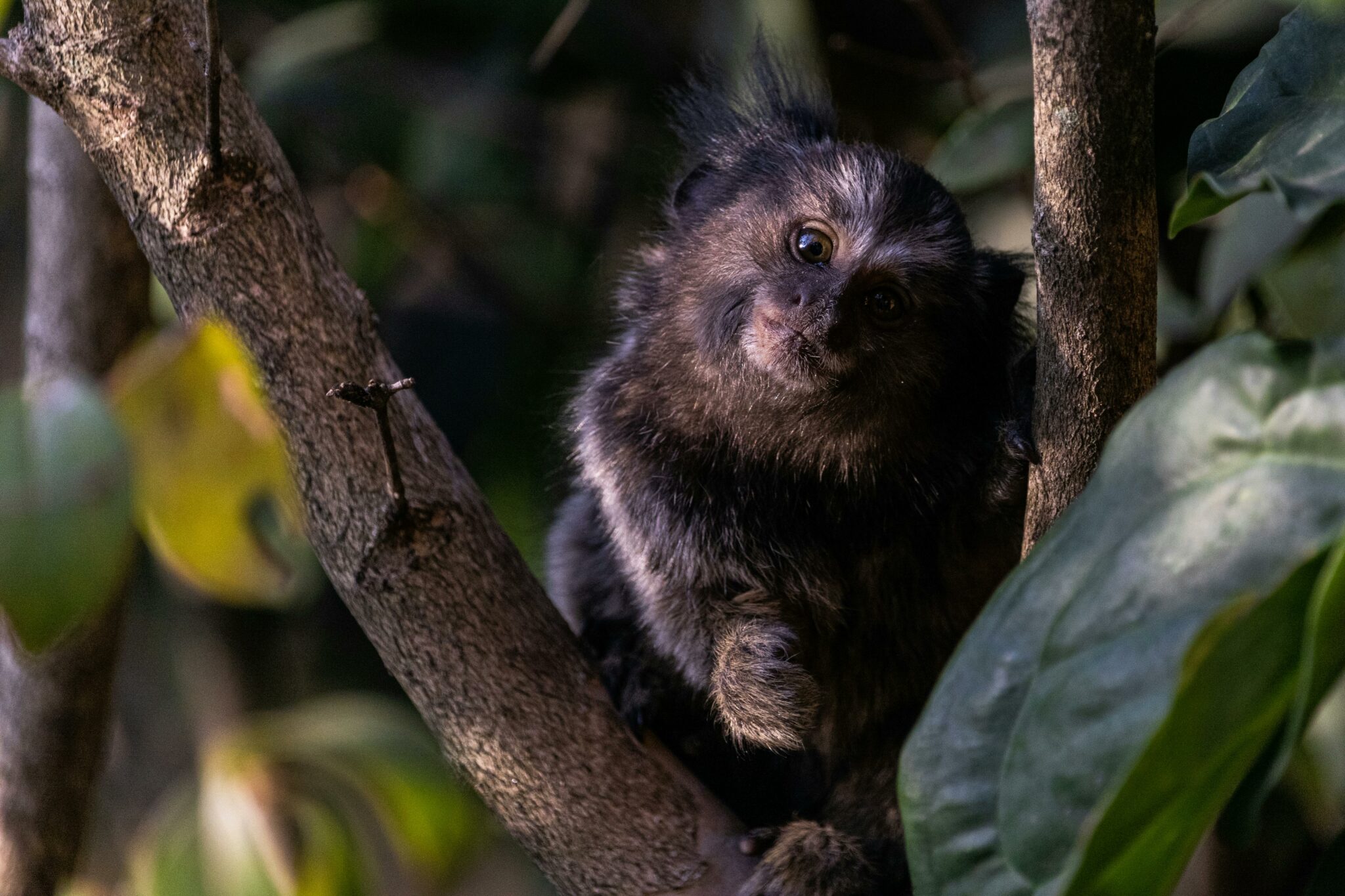 Macaco sagui: curiosidades sobre esse primata carismático | Petz