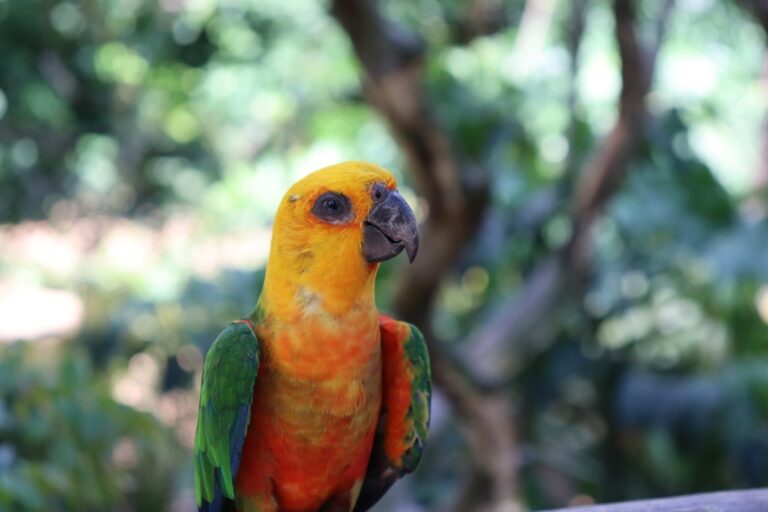 Pássaro Jandaia, a ave símbolo do Ceará | Petz