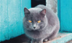 Você conhece o gato Azul Russo? Veja aqui | Petz