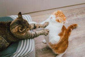 Brigas entre gatos: entenda as causas e saiba como agir