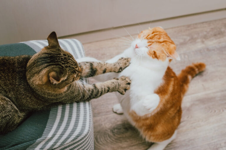 Brigas entre gatos: entenda as causas e saiba como agir
