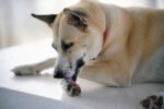 Piodermite em cães: sintomas, tratamento e tudo sobre a doença